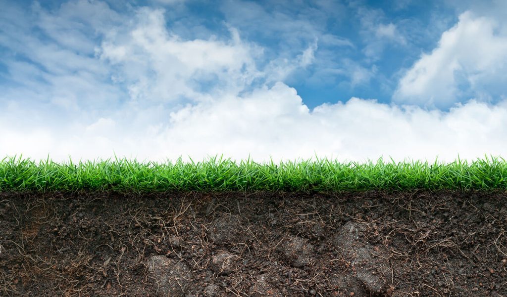 How to Plant Grass Seed on Hard Dirt? - Trusted Tips By Experts [2021]