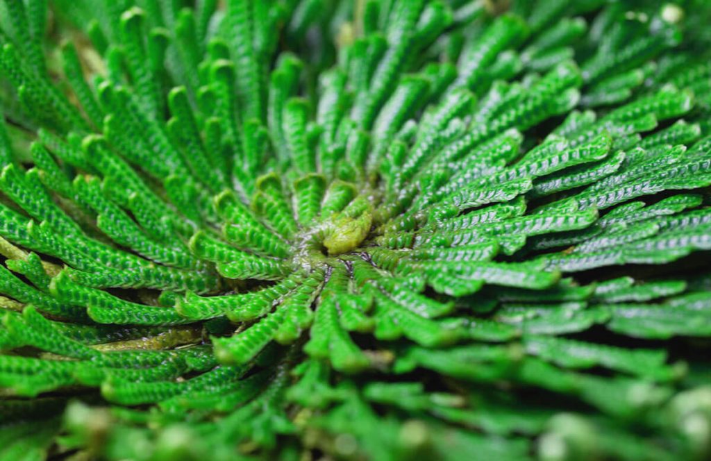 All You Need To Know About Resurrection Plant and its Facts | Contentrally